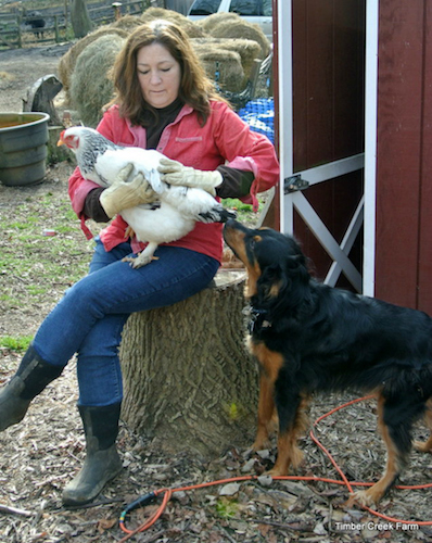 Choosing the Best Farm Dogs for Your Farm - Countryside